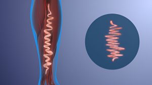 Why Are My Veins So Visible : Know Everything About It